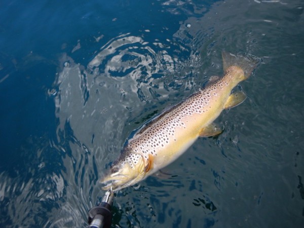 Trophy Trout Guide - Your Source for All Things Trophy Trout!