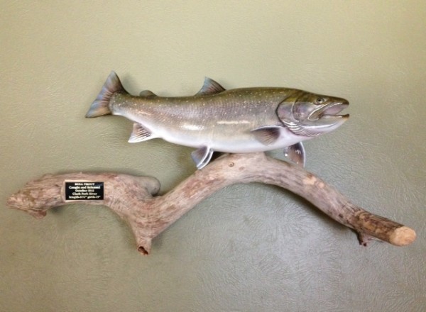 Trophy Trout Guide - The Finest Trophy Trout Taxidermy!