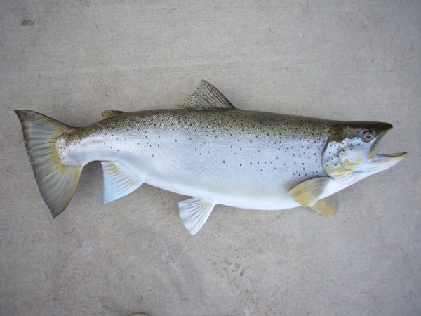 Trophy Trout Guide - The Finest Trophy Trout Taxidermy!