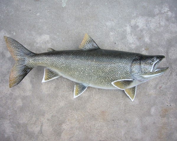 Trophy Trout Guide - The Finest Trophy Trout Taxidermy!