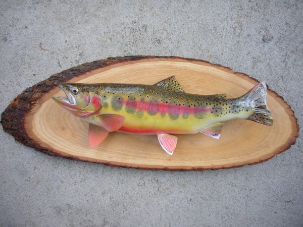 Trophy Trout Guide - The Finest Trophy Trout Taxidermy!