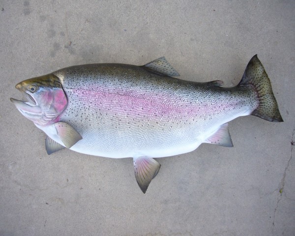 Trophy Trout Guide - The Finest Trophy Trout Taxidermy!