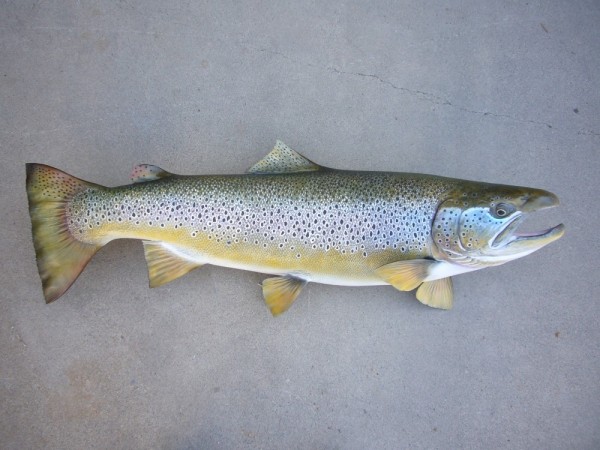Trophy Trout Guide - The Finest Trophy Trout Taxidermy!